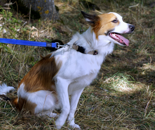 Skunk and Your Pup - NuVet Online